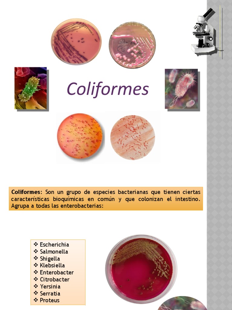 Características y Clasificación de Coliformes | PDF | Las bacterias ...