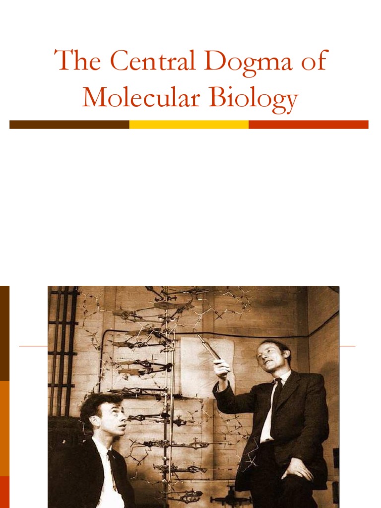 Central Dogma of Molecular Biology | PDF | Translation (Biology) | Dna