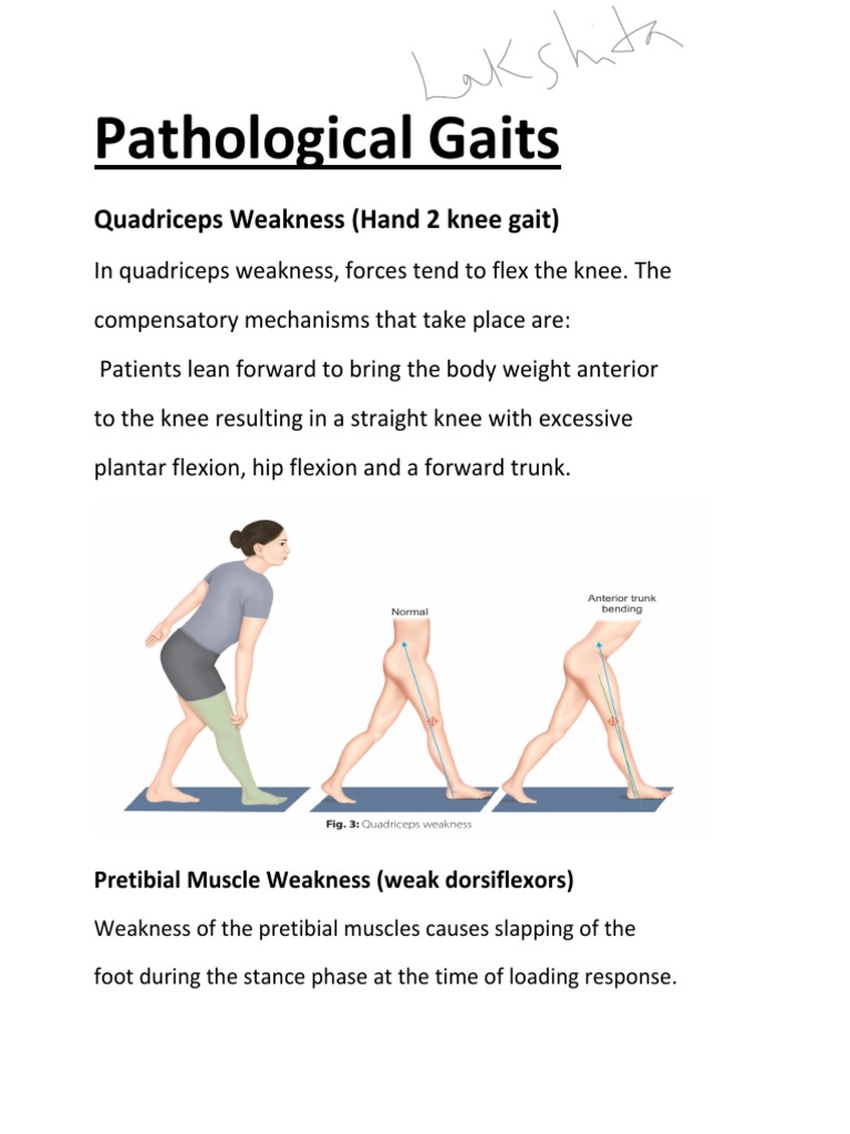 Pathological Gaits | PDF | Anatomical Terms Of Motion | Foot