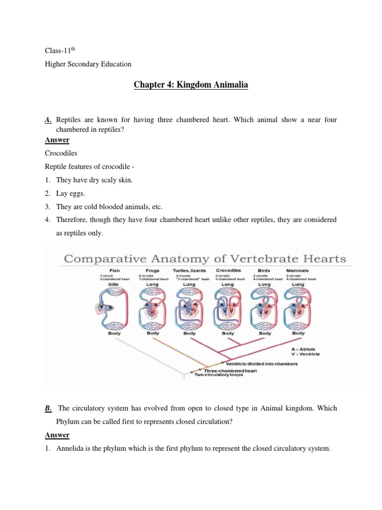 Chapter4 Kingdom Animalia | PDF | Reptile | Circulatory System