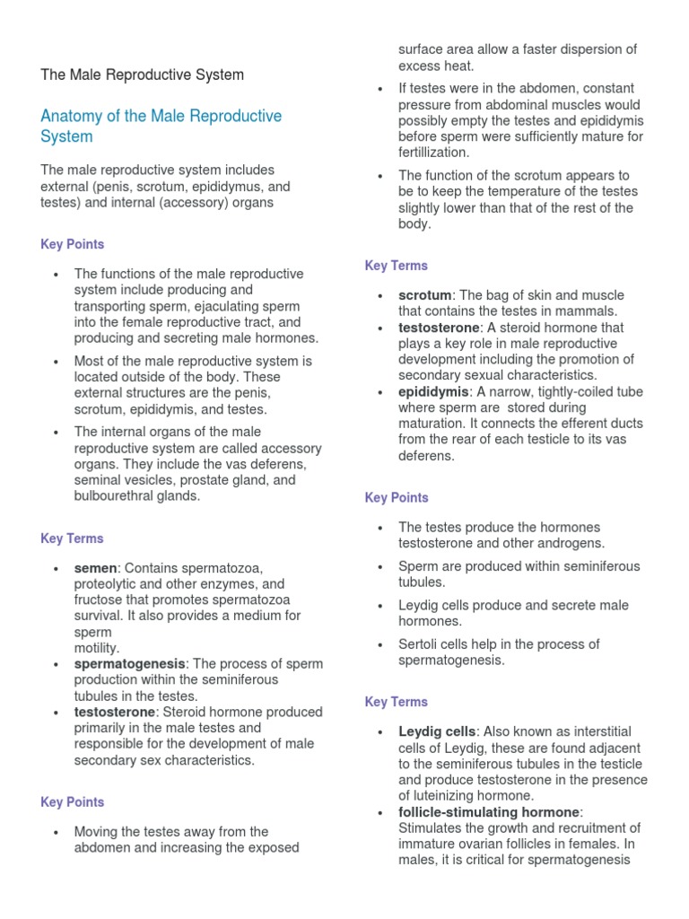 The Male Reproductive System | PDF | Menstrual Cycle | Luteinizing Hormone