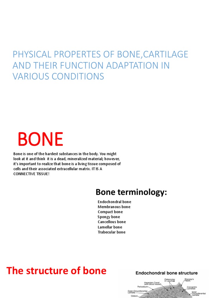 Bone and Cartilage Properties Explained | PDF