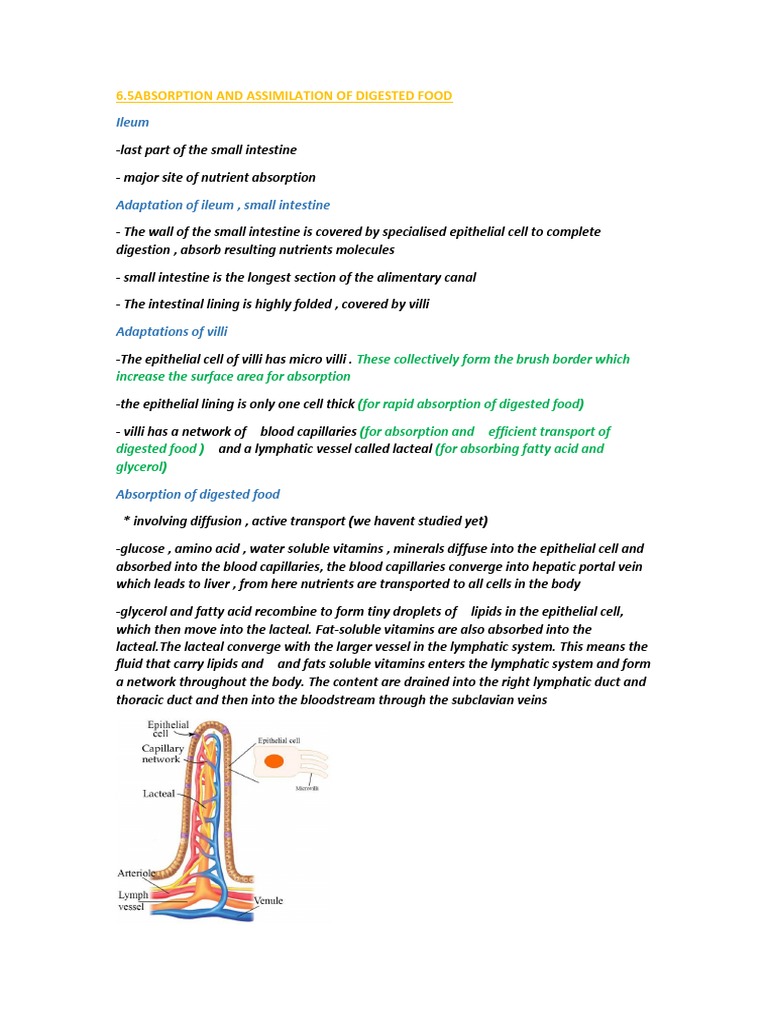 Ileum: 6.5absorption and Assimilation of Digested Food | PDF