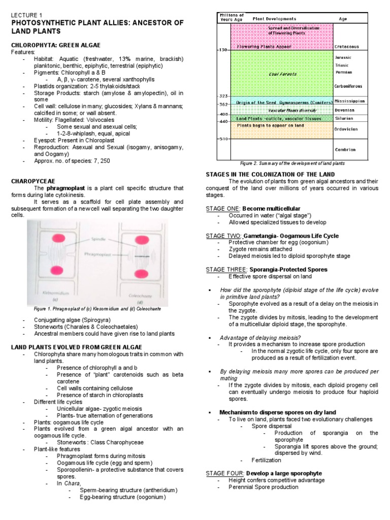 BOT First Exam Trans | PDF | Moss | Sexual Reproduction