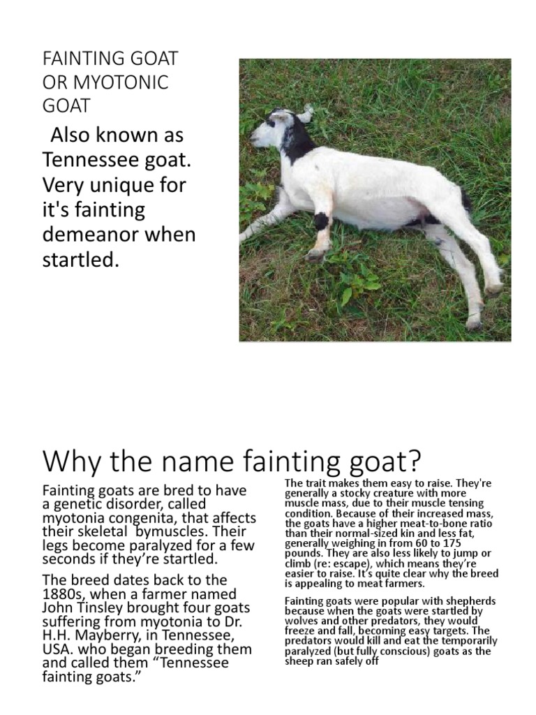 Also Known As Tennessee Goat. Very Unique For It's Fainting Demeanor ...