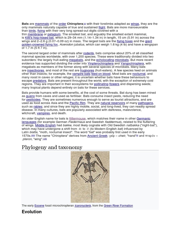 Phylogeny and Taxonomy: Bats Are | PDF | Bat | Mammals