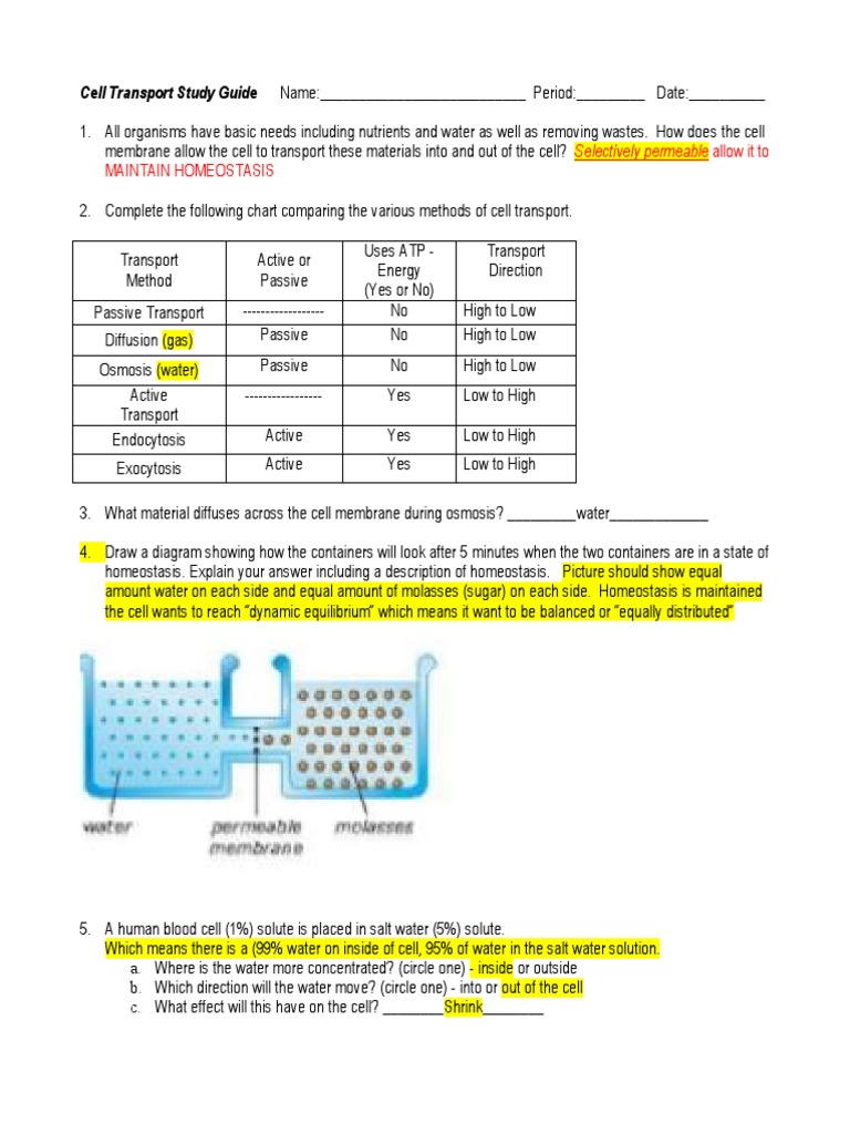 Cell Processes Study Guide Key | PDF | Cell (Biology) | Cell Membrane
