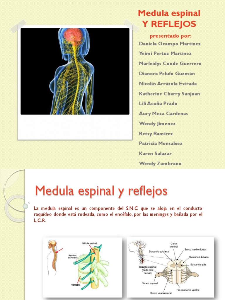Medula y Reflejos | PDF | Médula espinal | Materia gris