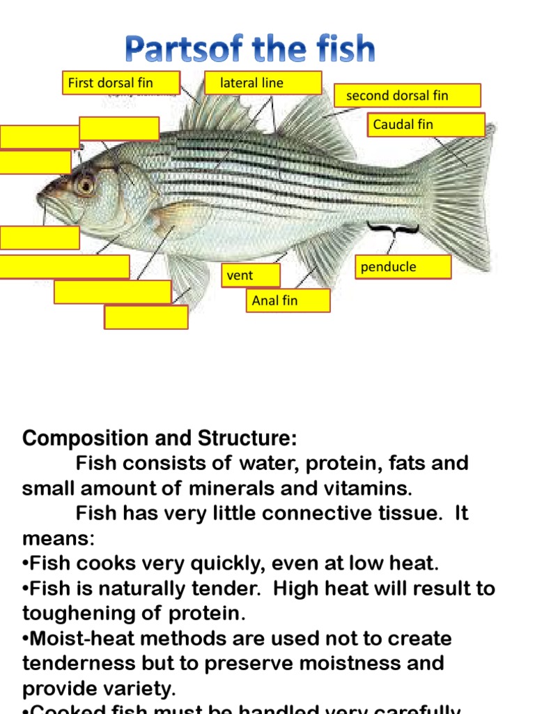 First Dorsal Fin Lateral Line Second Dorsal Fin Caudal Fin | PDF