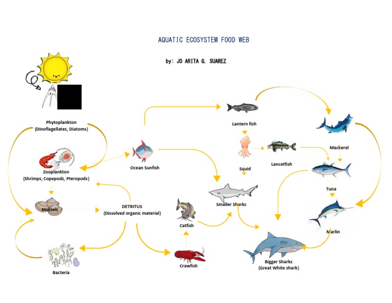 Aquatic Ecosystem Food Web | PDF