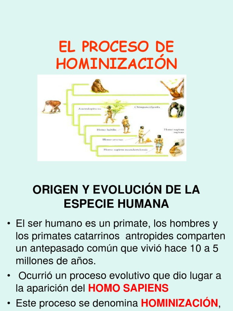 El Proceso de Humanización | PDF | Homo | Evolución humana