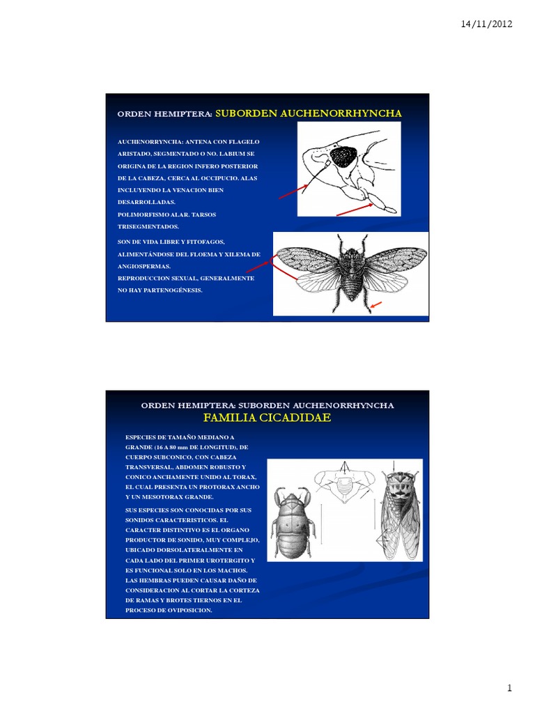 Ento Gen Hemiptera 2 1 | PDF | Insectos | Organismos