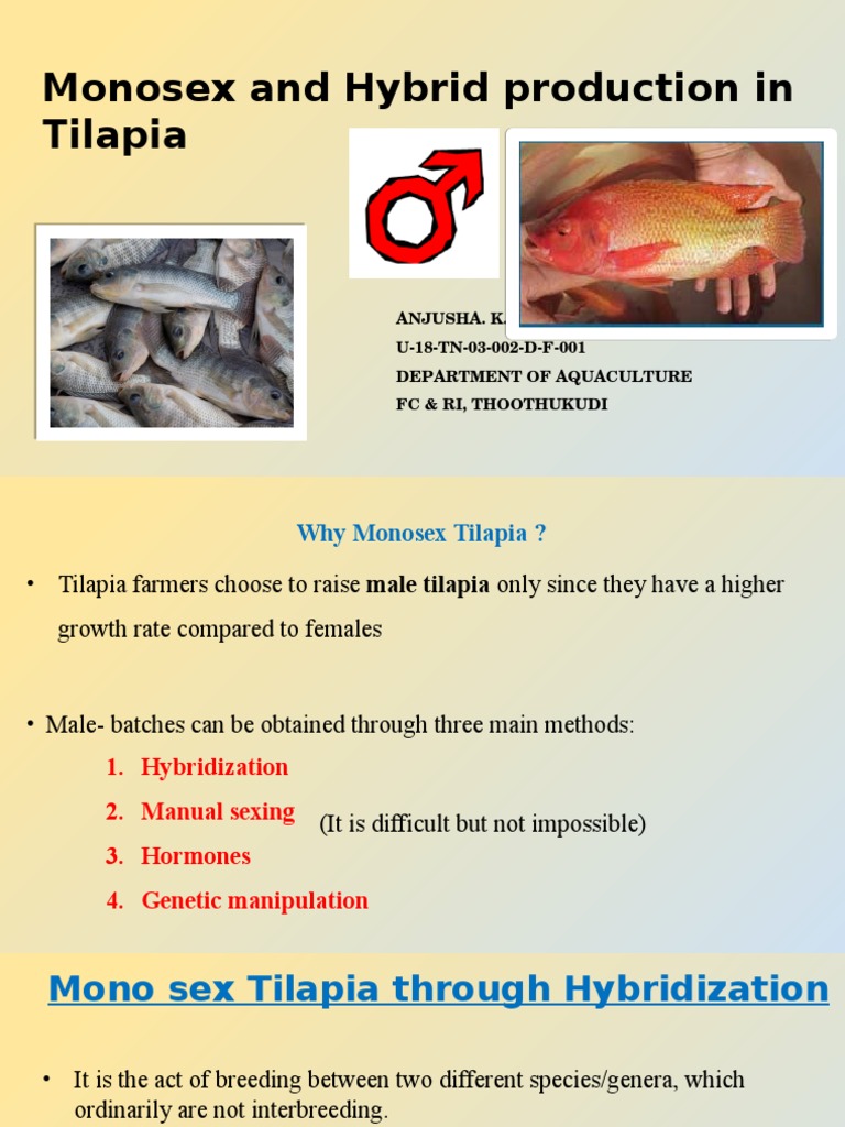 Monosex And Hybrid Production In Tilapia Pdf Organisms Biology