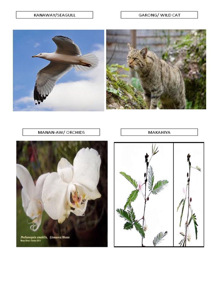 Garong/ Wild Cat Kanaway/Seagull | PDF