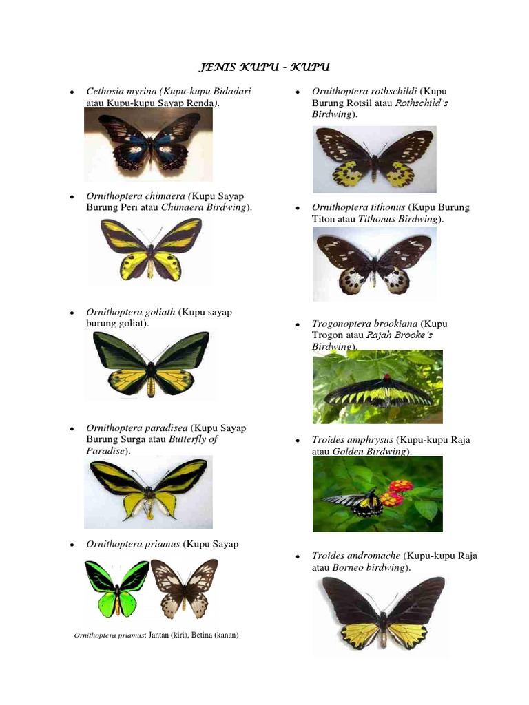 JENIS-JENIS KUPU-KUPU RARE DAN UNIK | PDF