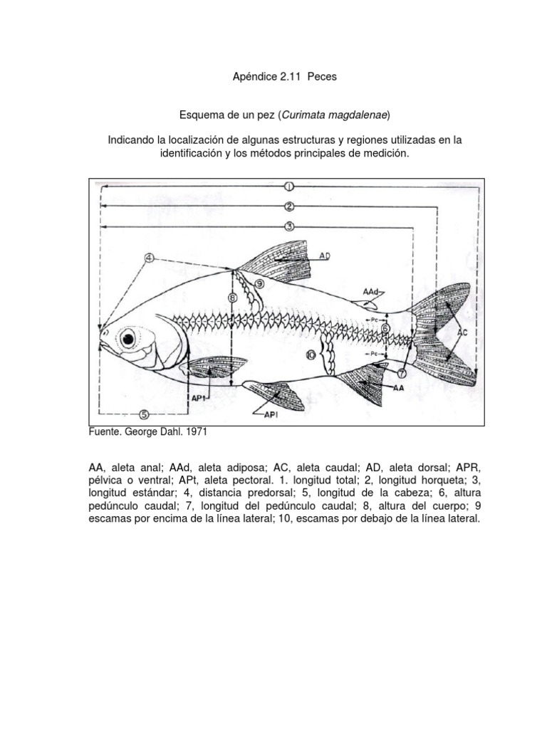 Ap de Peces | PDF | Río | Pescado