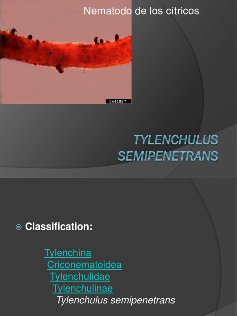 Tylenchulus Semipenetrans | PDF | Nematodo | Raíz