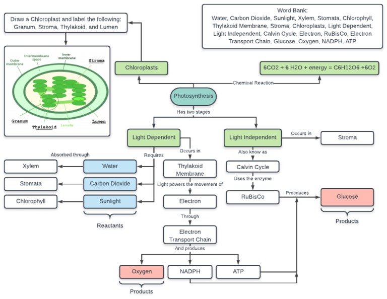 Chemical Reaction | PDF | Chloroplast | Cellular Processes