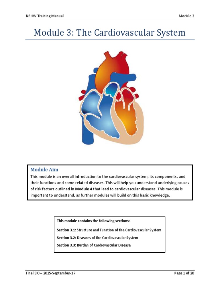 Module 3: The Cardiovascular System | PDF | Blood Vessel | Heart