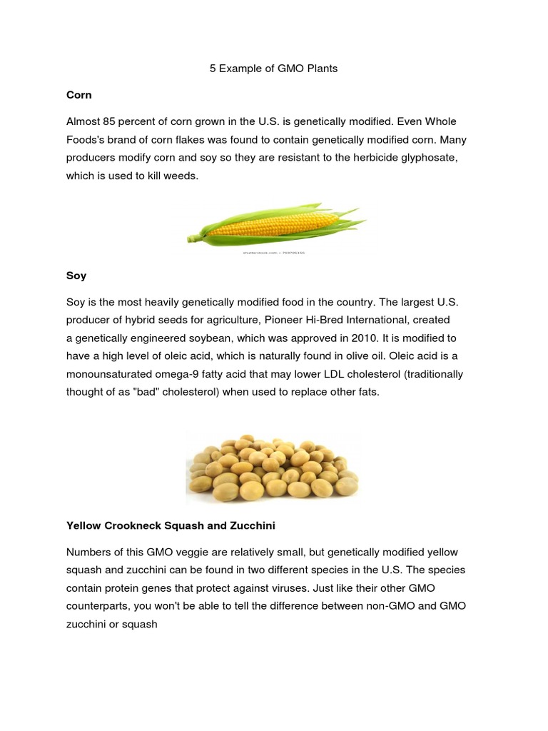 5 Example of GMO Plants | PDF | Genetically Modified Crops ...