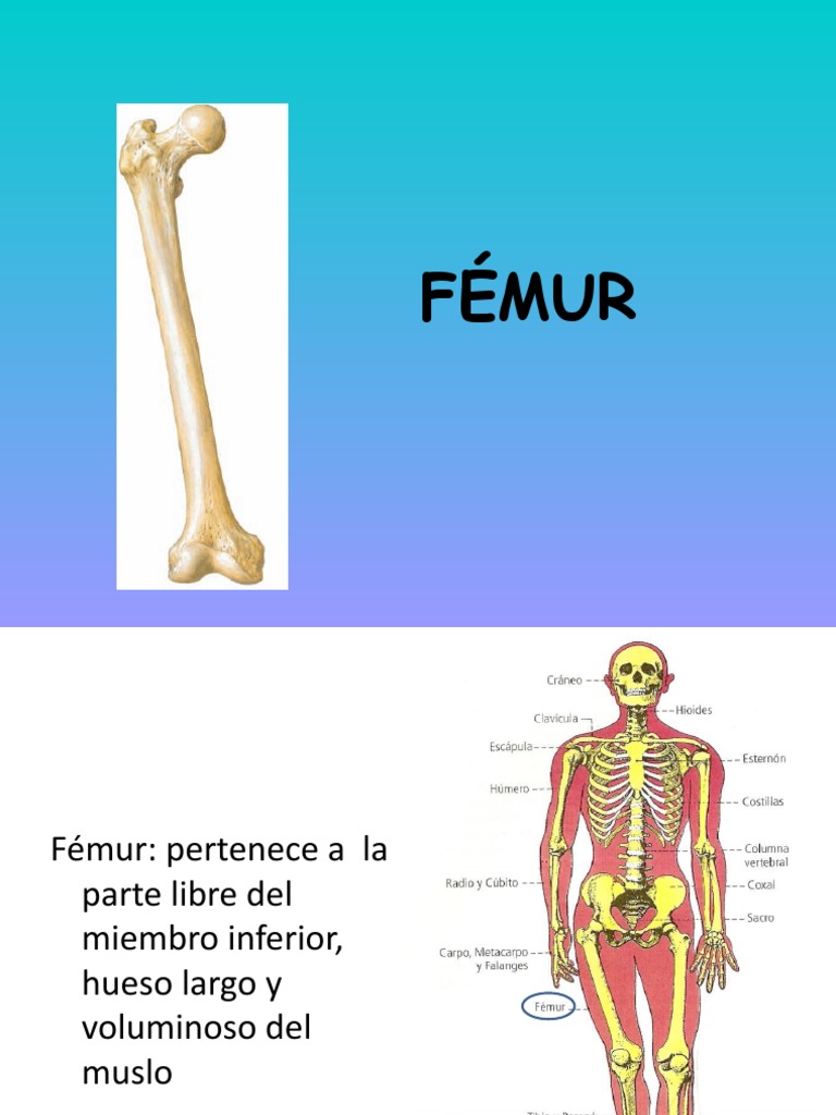 Femur e Rotula | PDF | Sistema esquelético | Articulaciones