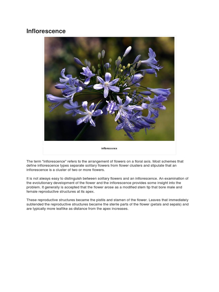 Inflorescence | PDF | Flowers | Pollination