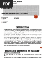 Ficha Técnica Del Pasto Marandú (Brachiaria Brizantha Cv. Marandú ...