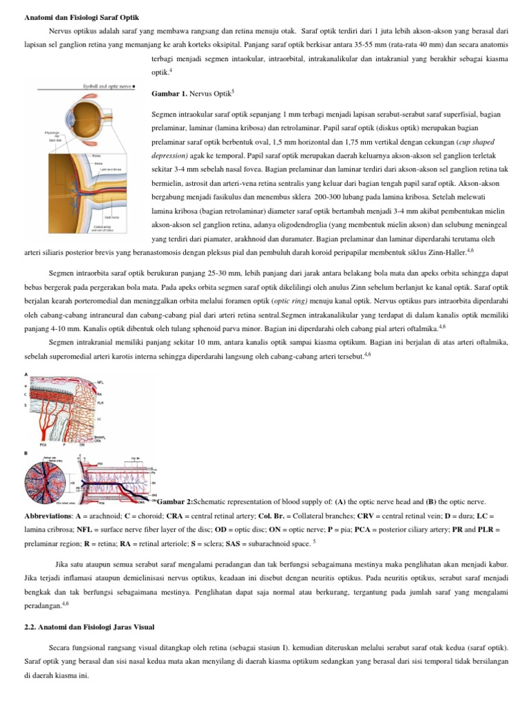 Anatomi Dan Fisiologi Saraf Optik | PDF