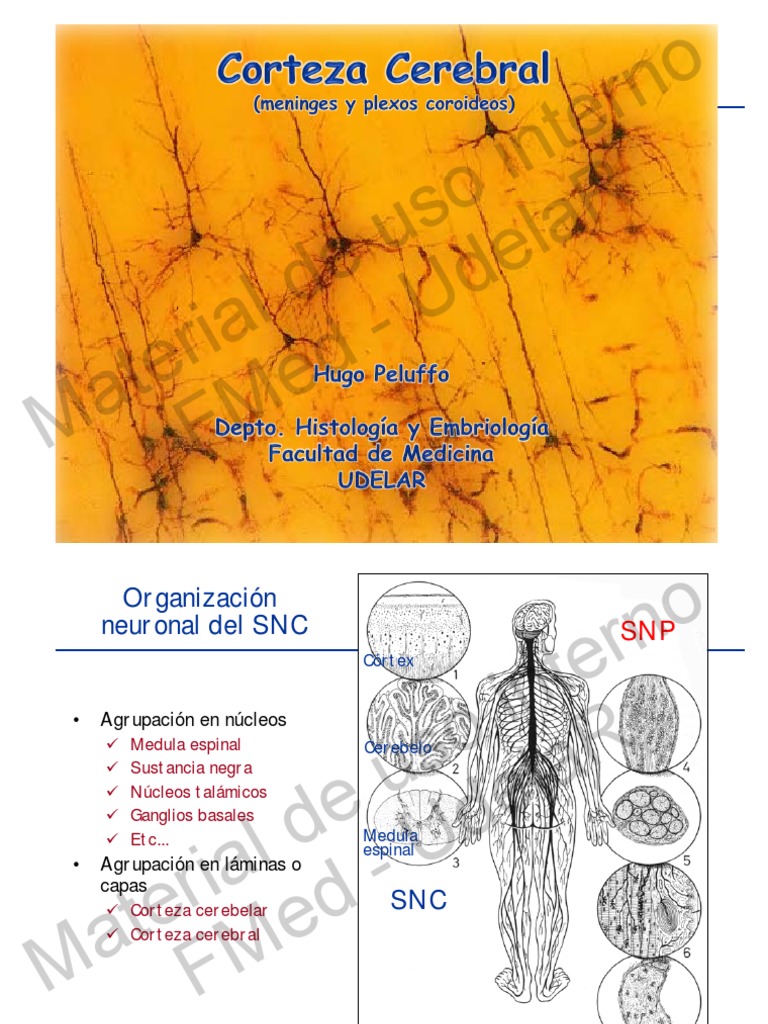 Anatomía y Organización del SNC y Neocórtex | PDF | Corteza cerebral ...