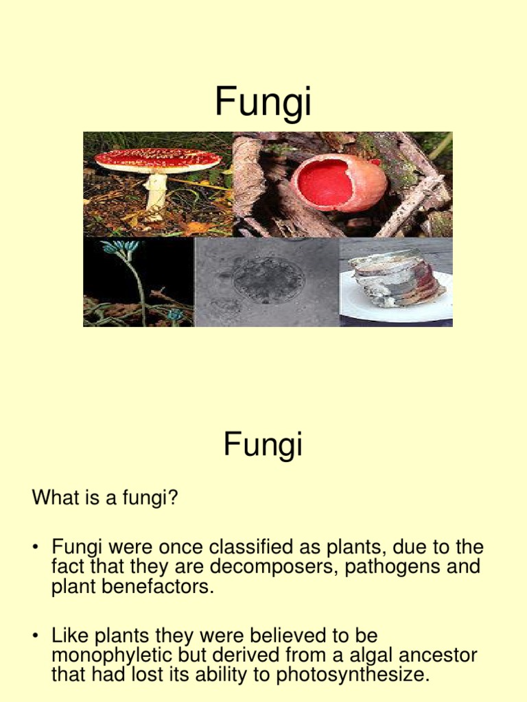 FUNGI PPT | Fungus | Organisms | Free 30-day Trial | Scribd