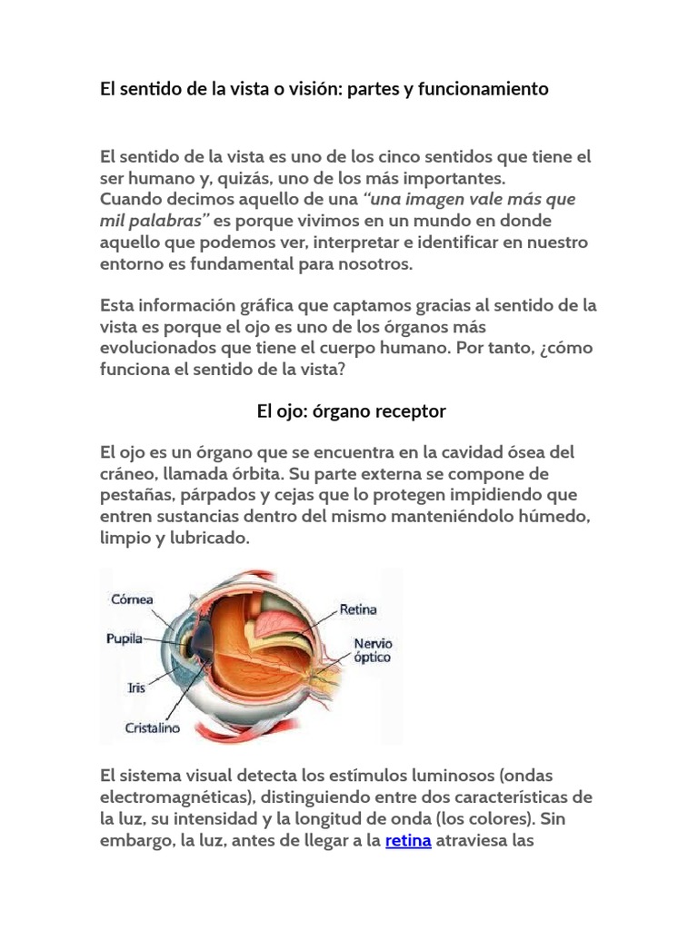 Funcionamiento del sentido de la vista | PDF | Ojo humano | Percepción ...