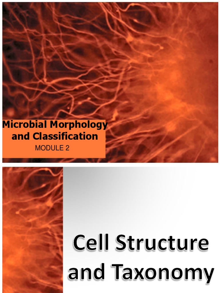 1cell Structure and Taxonomy | PDF | Eukaryotes | Cell (Biology)