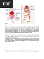 Anatomi Tikus Jantan | PDF | Sains & Matematika