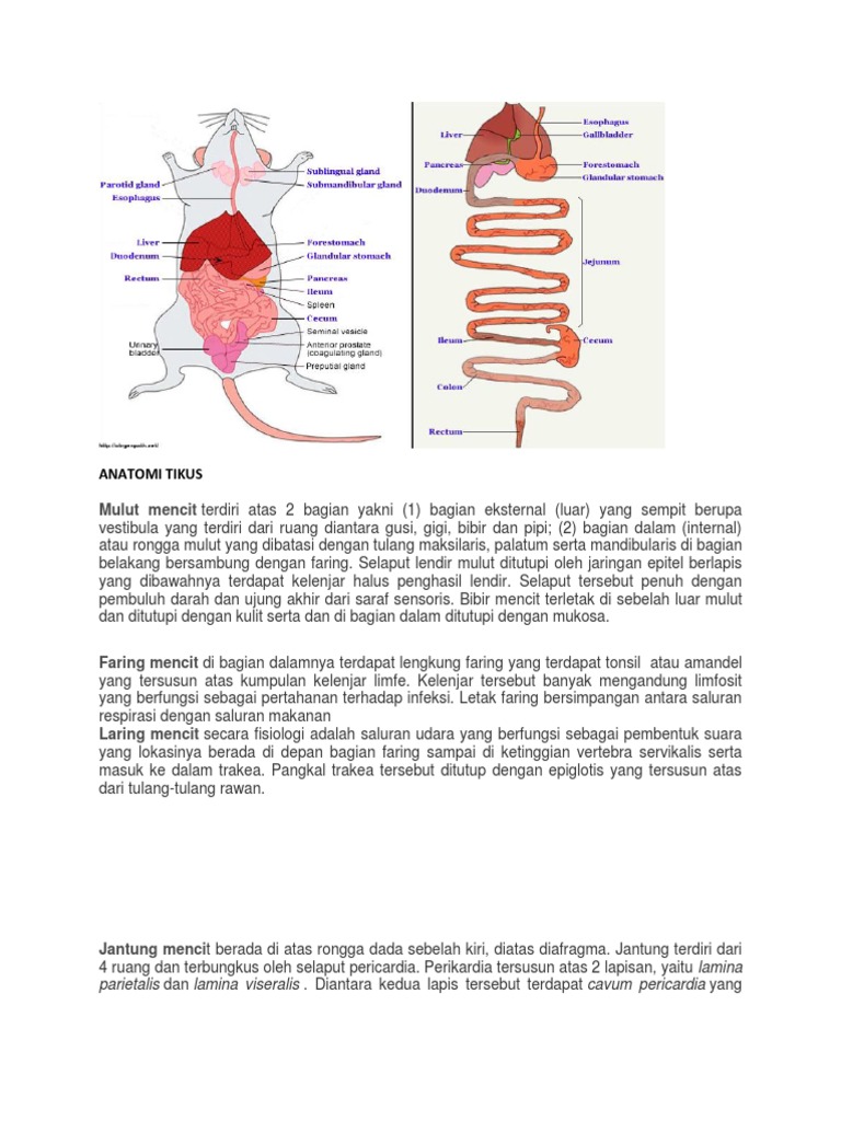Anatomi dan Fisiologi Mencit Jantan | PDF | Kajian Bahasa Asing | Sains ...