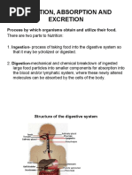 The Journey of A Cheese Sandwich! | PDF | Digestion | Digestive System