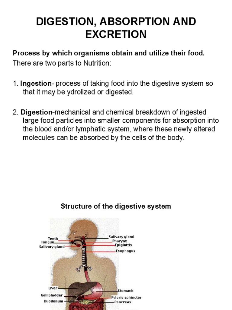 Biochemistry 1 | PDF | Digestion | Human Digestive System