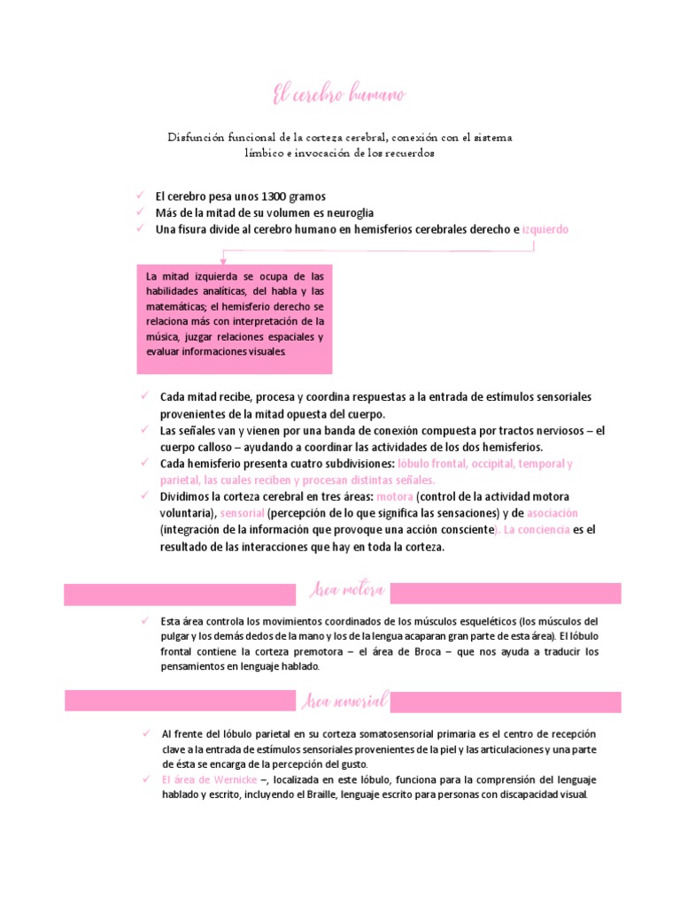 El Cerebro Humano Pdf Pdf Hemisferio Cerebral Cerebro