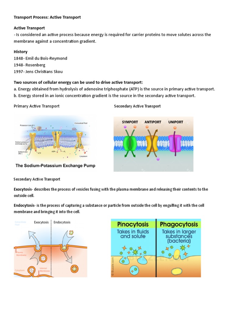 Transport Process: Active Transport Active Transport | PDF
