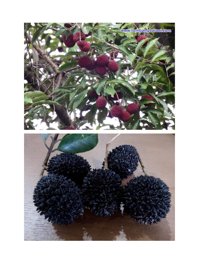 Buah Maritam Rambutan Unik Dari Kalimantan | PDF