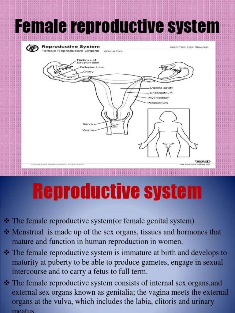 Reproductive System Female | PDF | Menstrual Cycle | Uterus