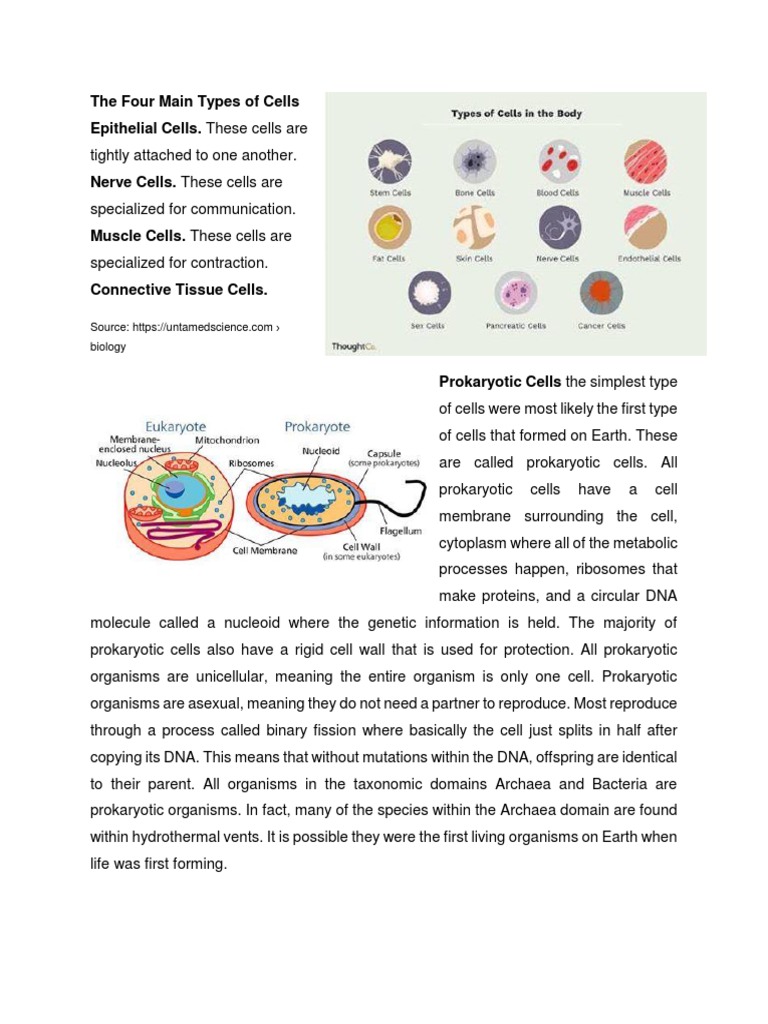 The Four Main Types of Cells Epithelial Cells. These Cells Are | PDF ...