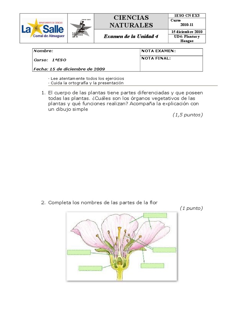Examen Plantas 1 Eso | PDF | Plantas | Flores
