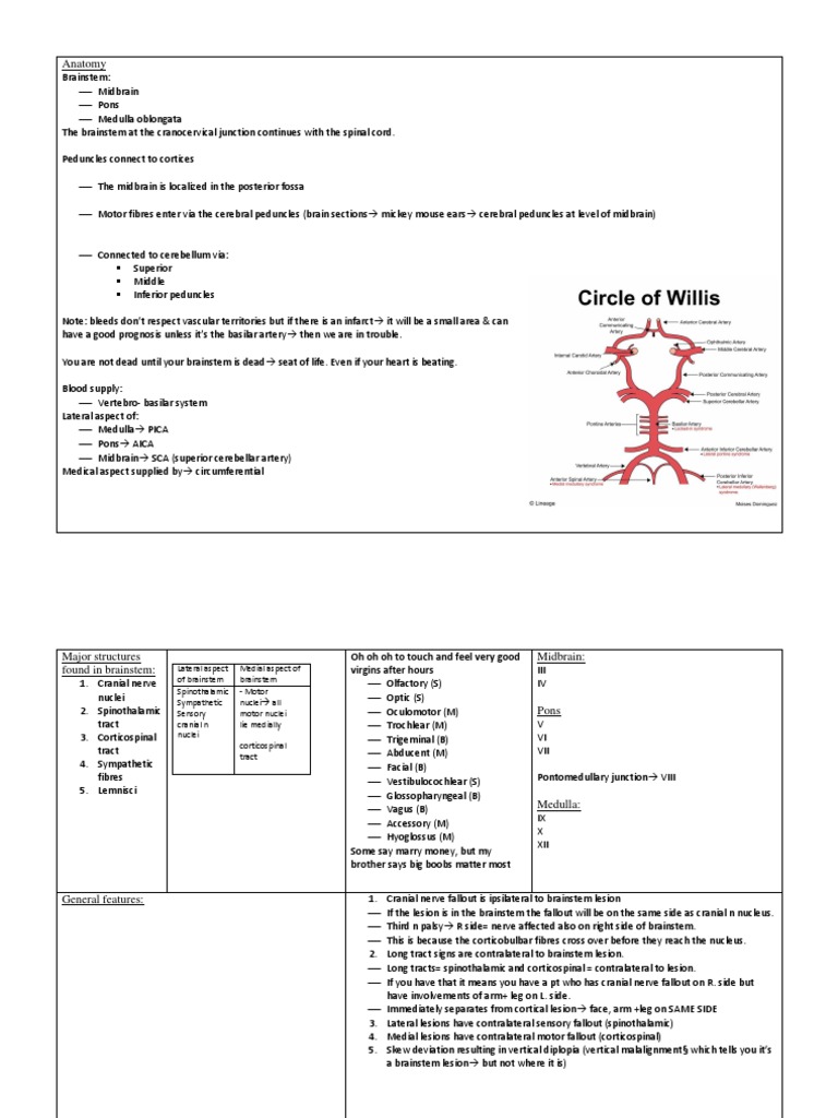 Brainstem Strokes Pdf Brainstem Neuroanatomy