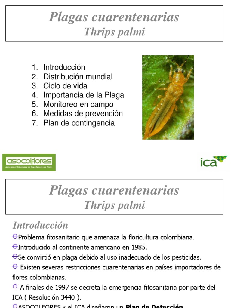 Trips | PDF | Plaga (organismo) | Insectos y humanos