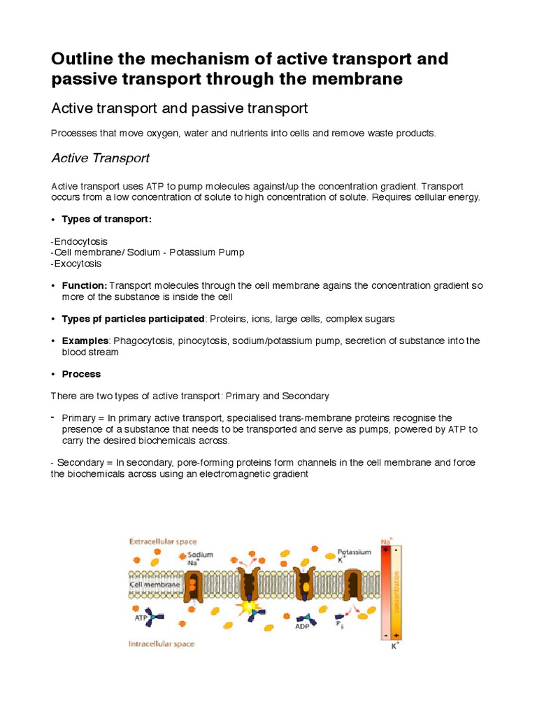 Active&Passive Transport | PDF | Cell Membrane | Osmosis