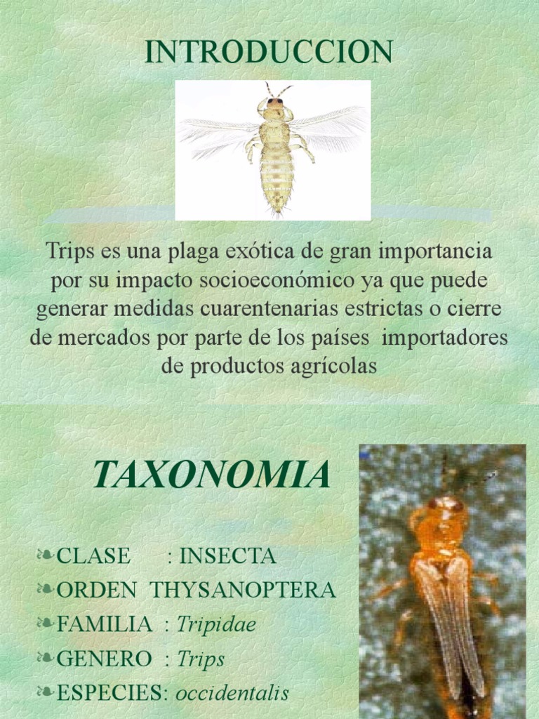 Trips | PDF | Insectos | Insectos y humanos