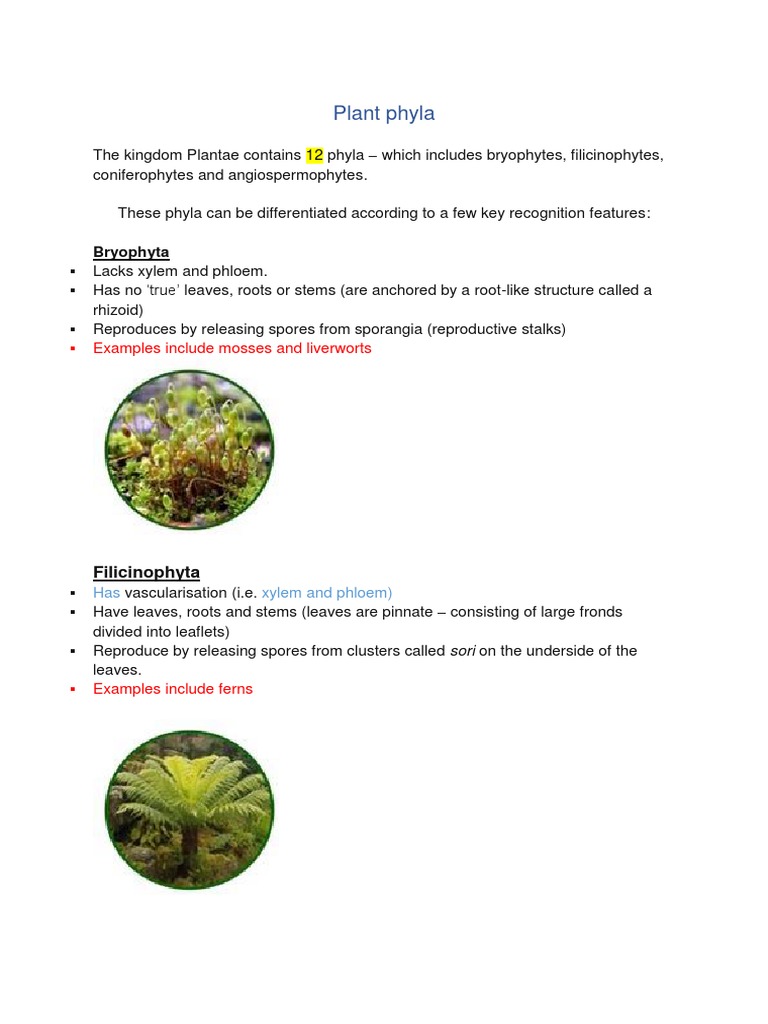 Plant Phyla: Bryophyta | PDF | Invertebrate | Plants