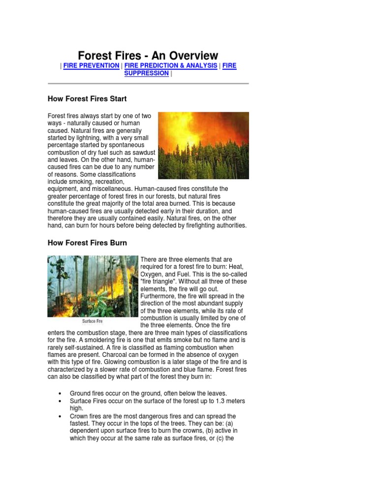 Forest Fires | PDF | Wildfire | Combustion