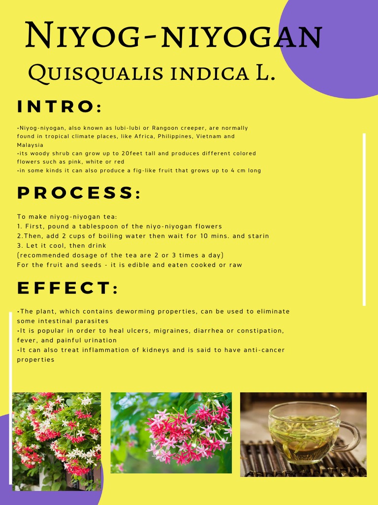 Niyog Niyogan Health Benefits