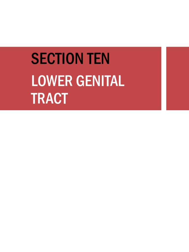 s10 Lower Genital Tract | PDF | Labia | Medical Specialties